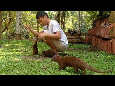 Menyatukan hewan berang berang dengan garangan ll Brings together beavers and mongooses