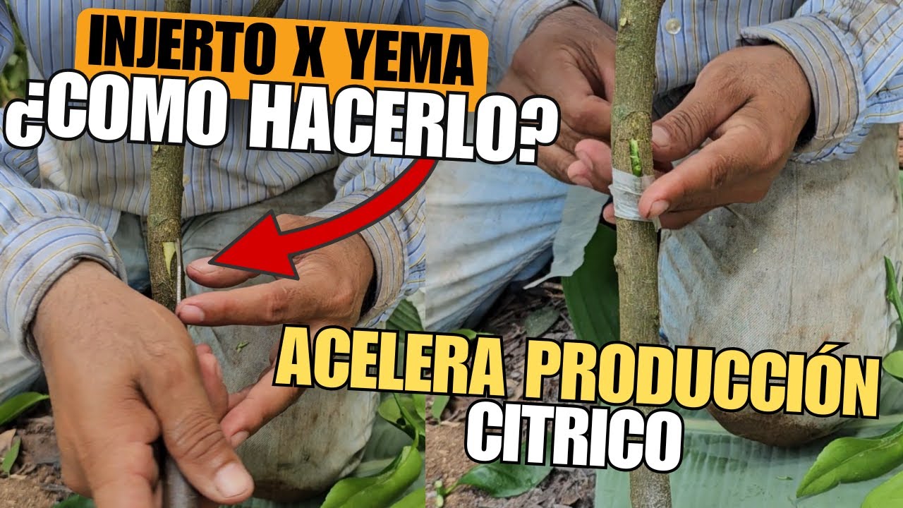 INJERTO POR YEMA: ¡FRUTAS EN MENOS TIEMPO! ⏳🍊 Aprende esta técnica de ...