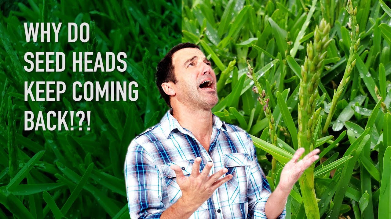 Seed heads | Why are they occurring and why do they keep coming back ...