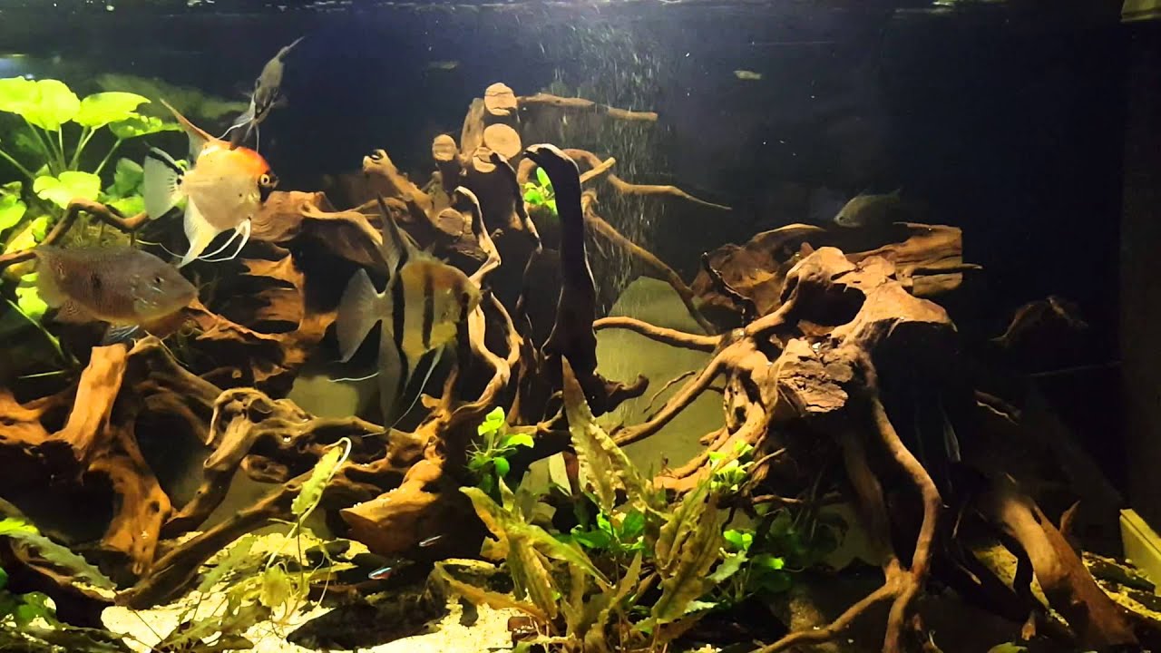 Amazonas Biotope Aquarium 1 - YouTube