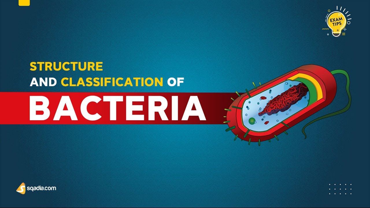 Structure and Classification of Bacteria | Introduction | Microbiology ...