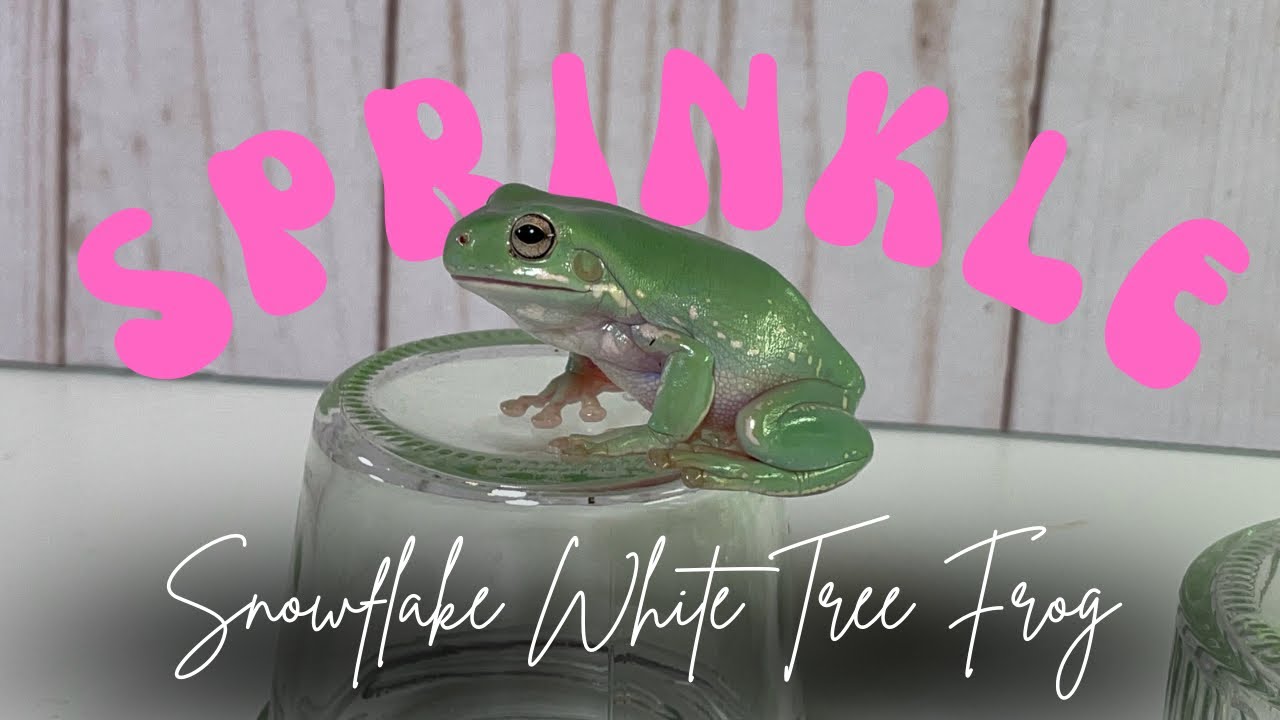 Meet Sprinkle!! Our New Tree Frog 🐸 - YouTube