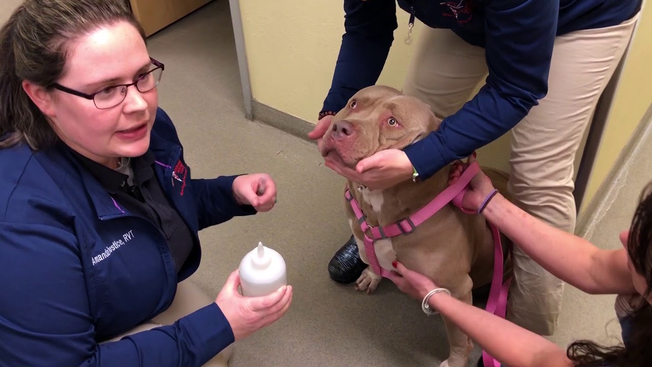 PROGESTERONE TEST FOR DOGS , DETERMINING WHEN TO BREED YOUR DOG , DOG ...