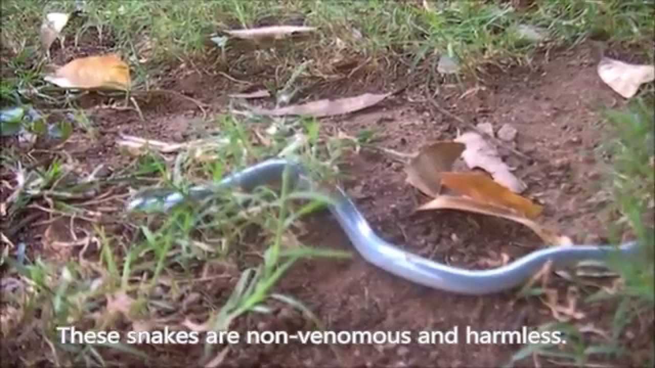 Bjørn Ormstad : Robust blind snake, Anilios ligatus - YouTube