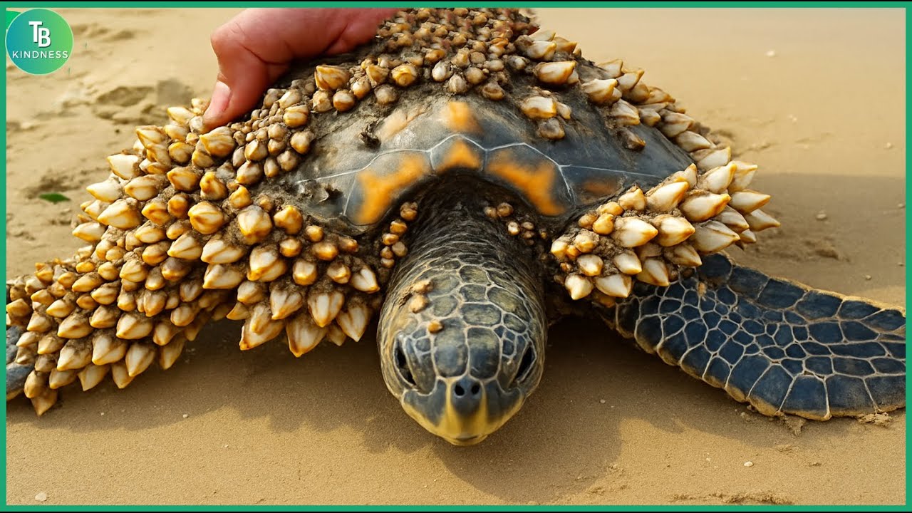Animals That Asked People for Help! Helping Sea Turtles Remove ...