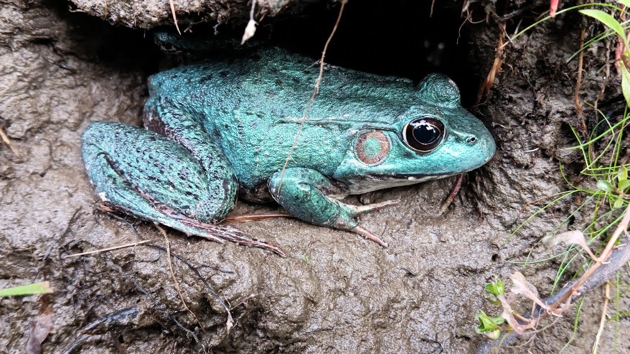 The Rare Blue Green frog in Canada - YouTube
