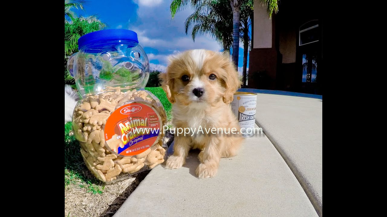 Nevaeh The Ruby CavaPoo Female Puppy & Panda the Pom Male Puppy - YouTube