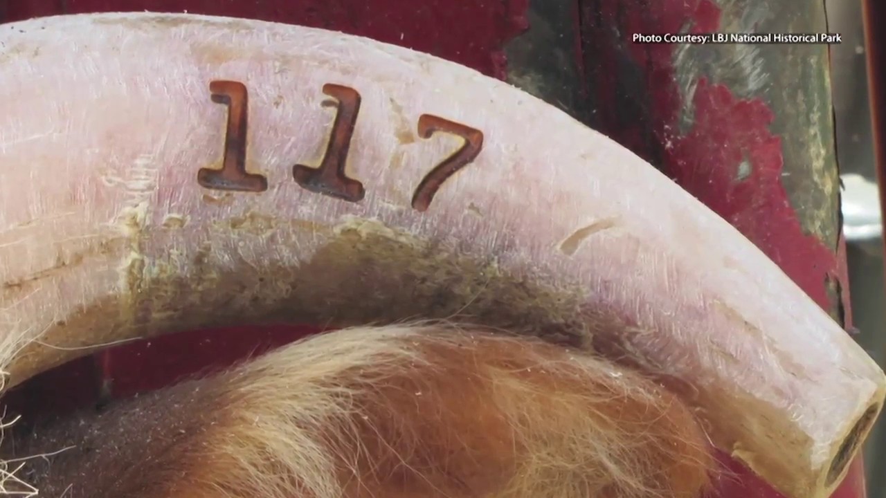 A Visit to the LBJ Ranch and the Famous Hereford Breed - YouTube