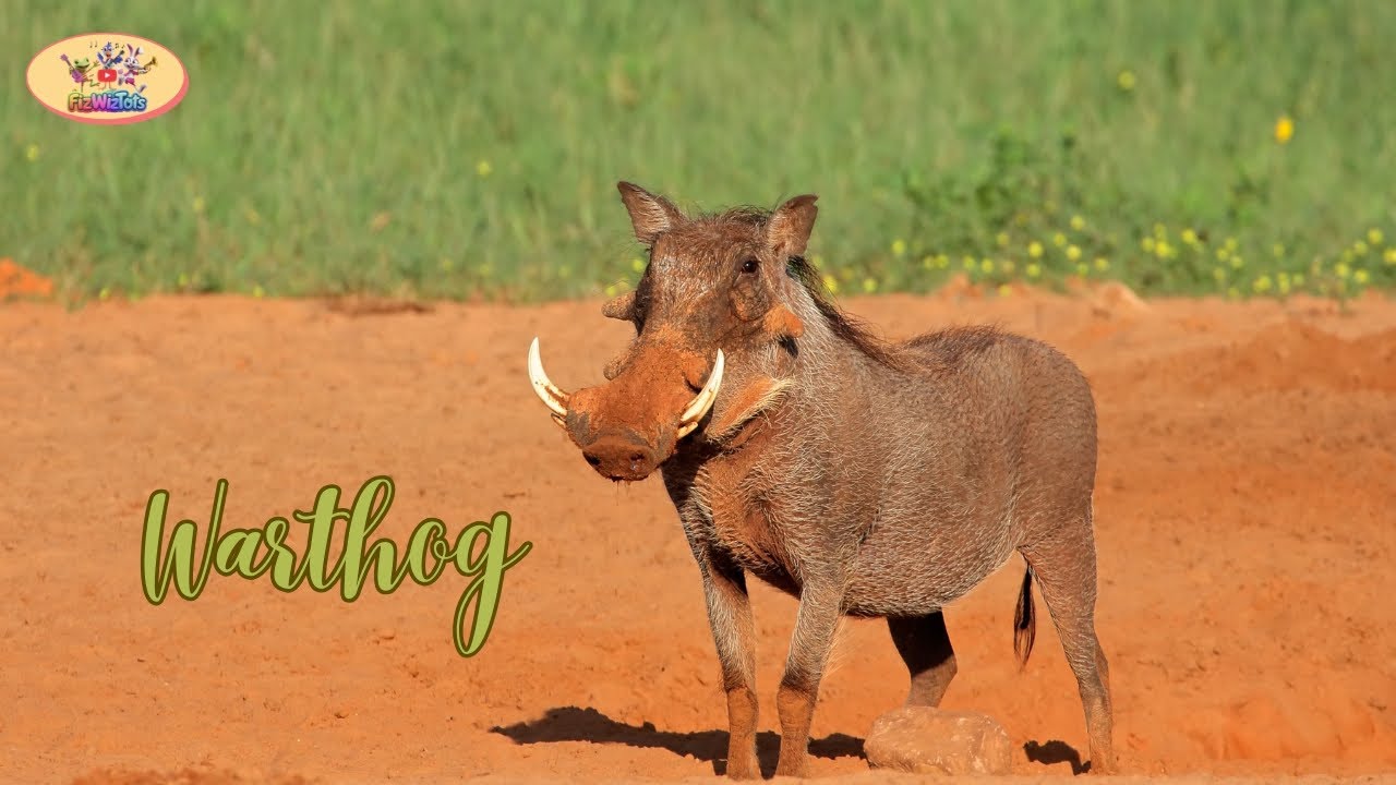 Meet the Warthog! Fun Facts for Kids - YouTube