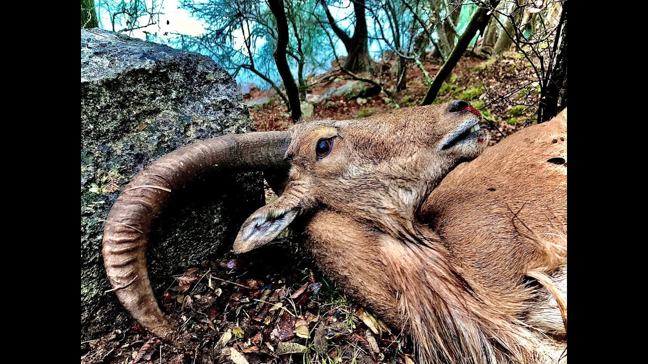 Texas Exotics Public Land Draw Hunt Part 2 - YouTube