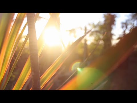 Very nice Sunrise WhatsApp status || Nature love