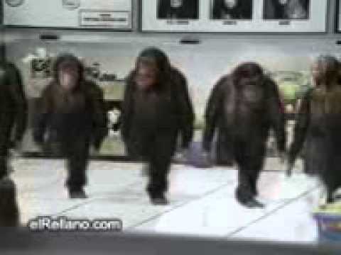 Funny ape dance - YouTube