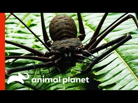 Do Arachnids Have Different Exoskeletons Than Insects