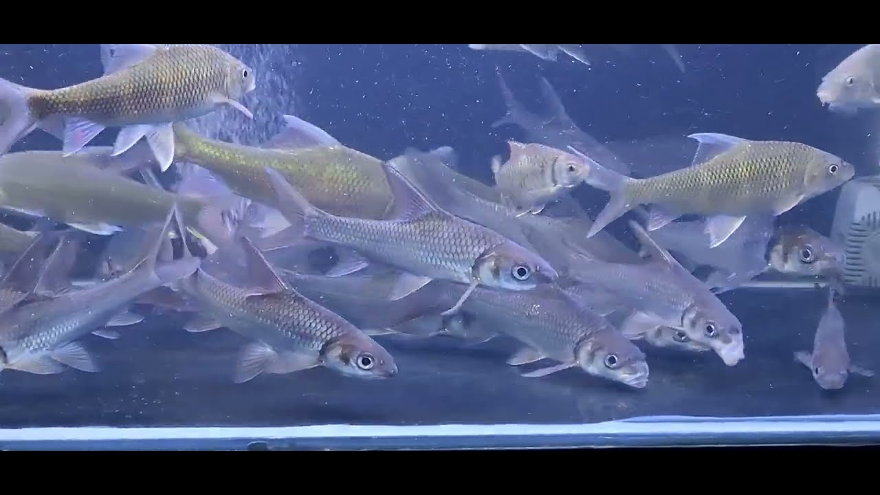 Cá hỏa tiễn vây xám ( cá cầy Thái ). Cyclocheilichthys enoplos. Ken Nhi ...