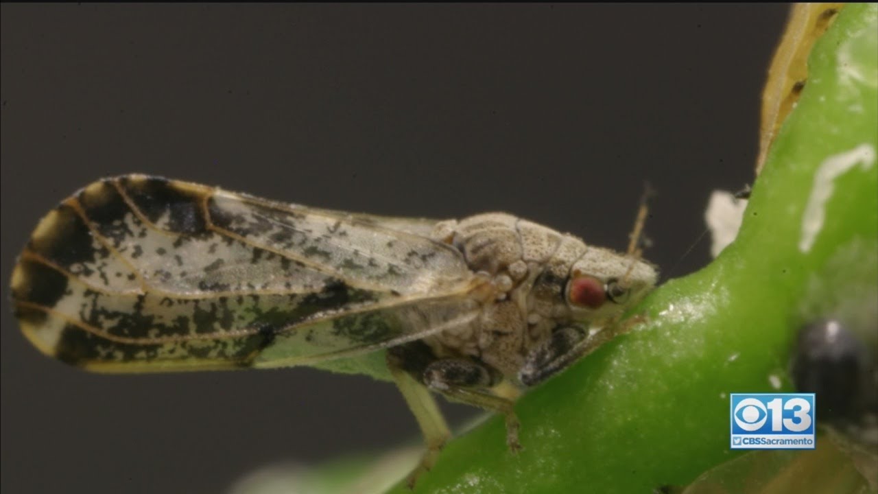 Insects Bring New Threat To Citrus Trees - YouTube