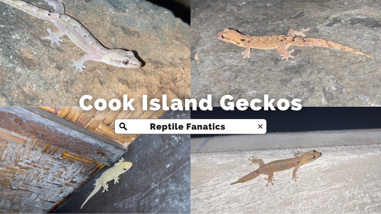Hunting Gecko's In the Cook Islands - YouTube