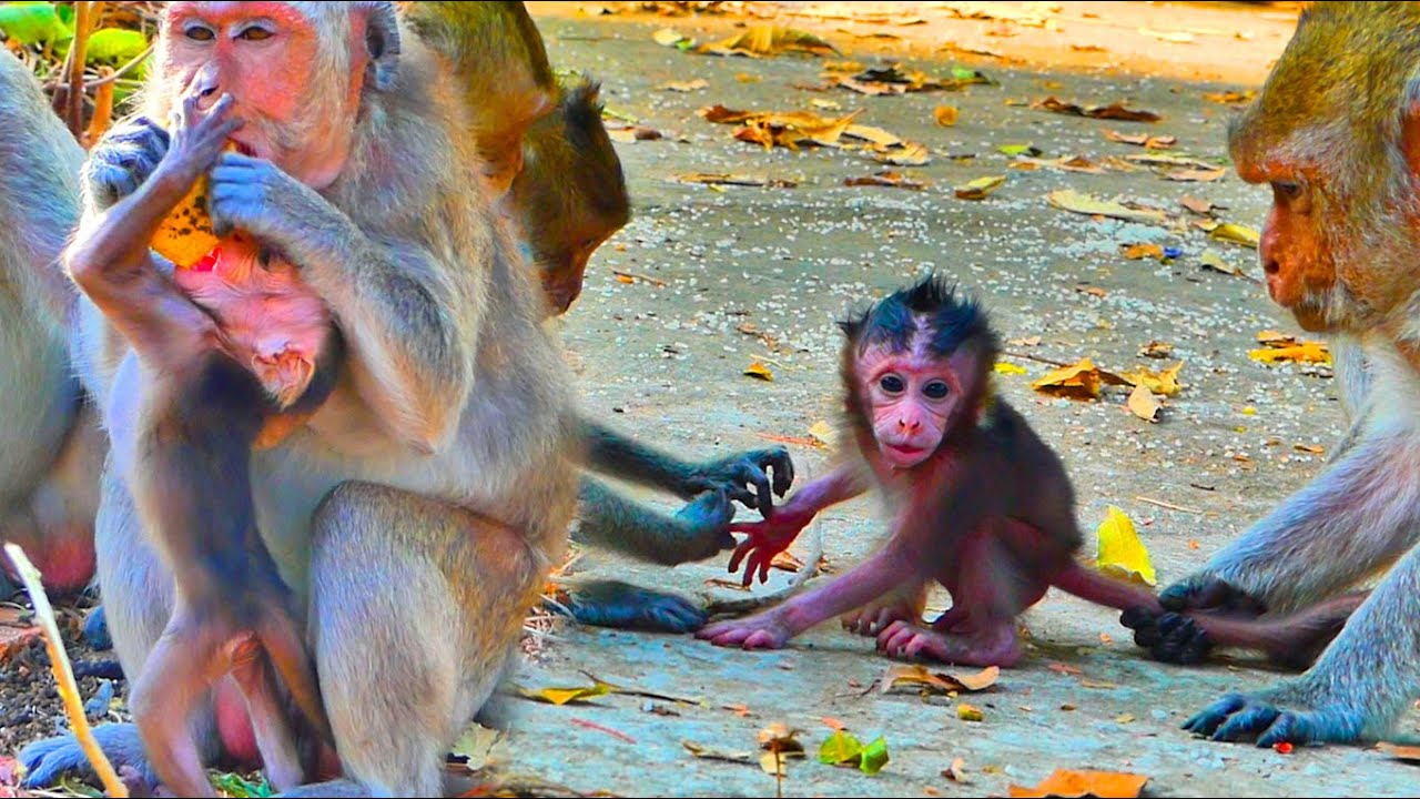 The real life of the monkeys is really love and a happy life. - YouTube