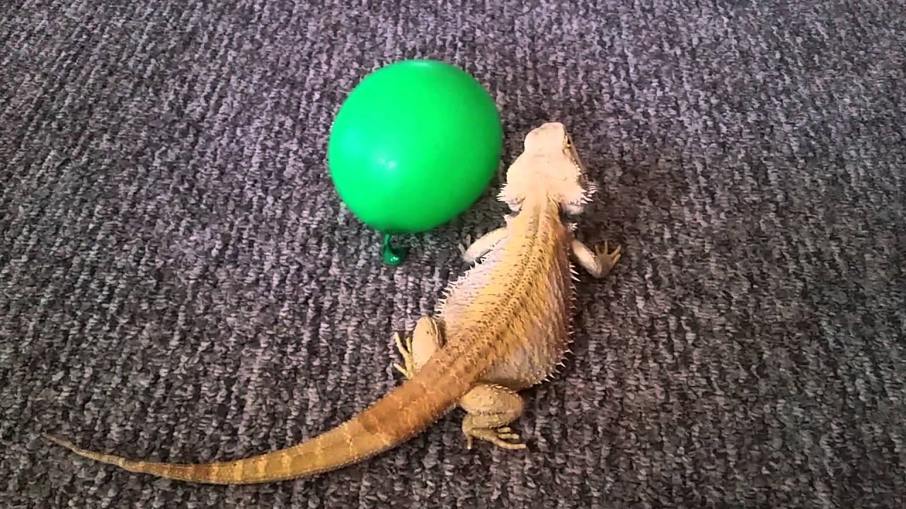 Bearded dragon playing with balloon. - YouTube
