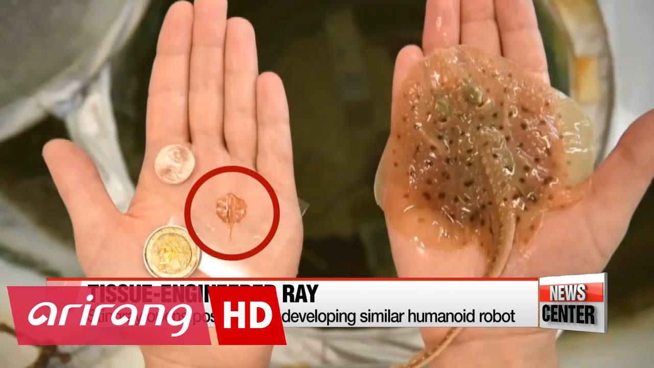 Scientists develop robotic stingray powered by light-activated muscle ...