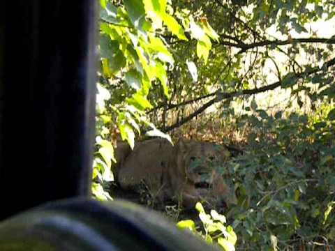 Mama Lioness crying for lost cub.avi - YouTube