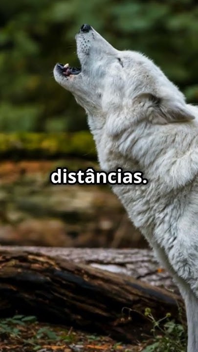 Curiosidades incríveis sobre lobos! 🐺 - YouTube