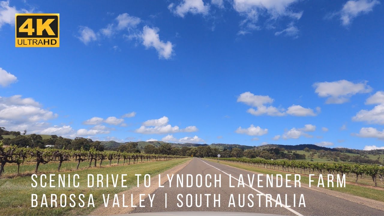[4K] Scenic Drive to Lyndoch Lavender Farm Barossa Valley | South ...