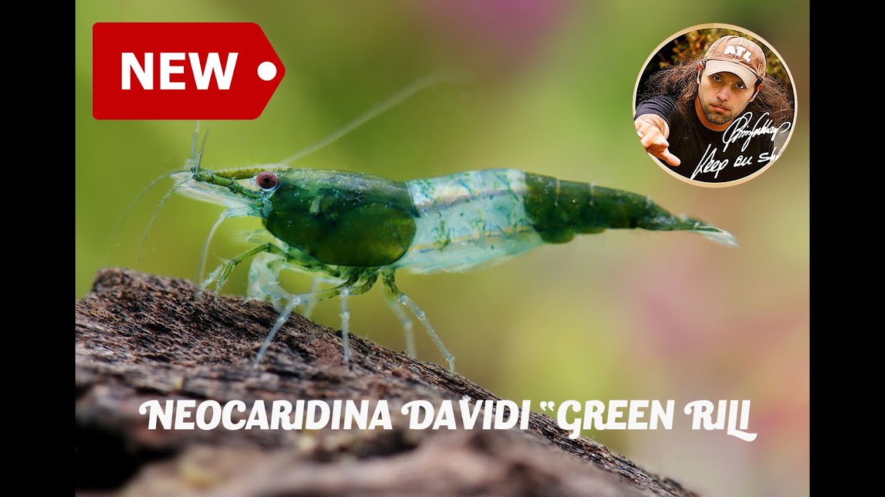 NEW SHRIMP! Neocardina davidi Green Rili - YouTube