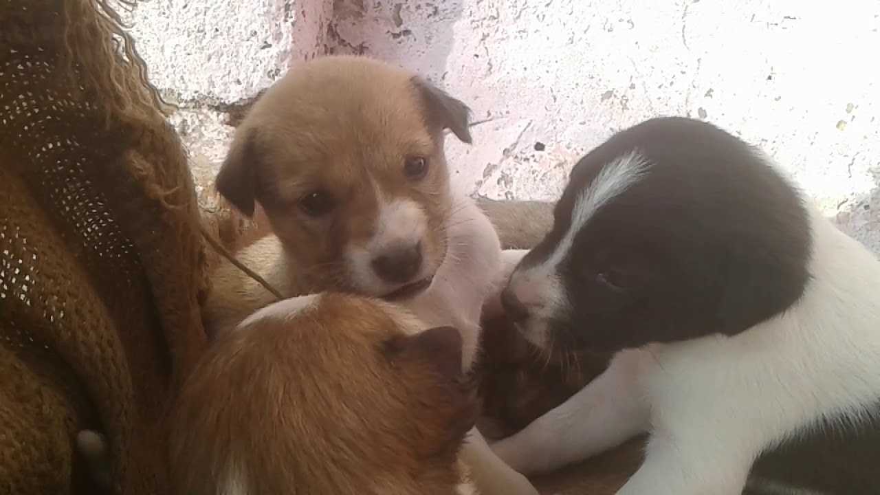 street DOGS both lover - YouTube