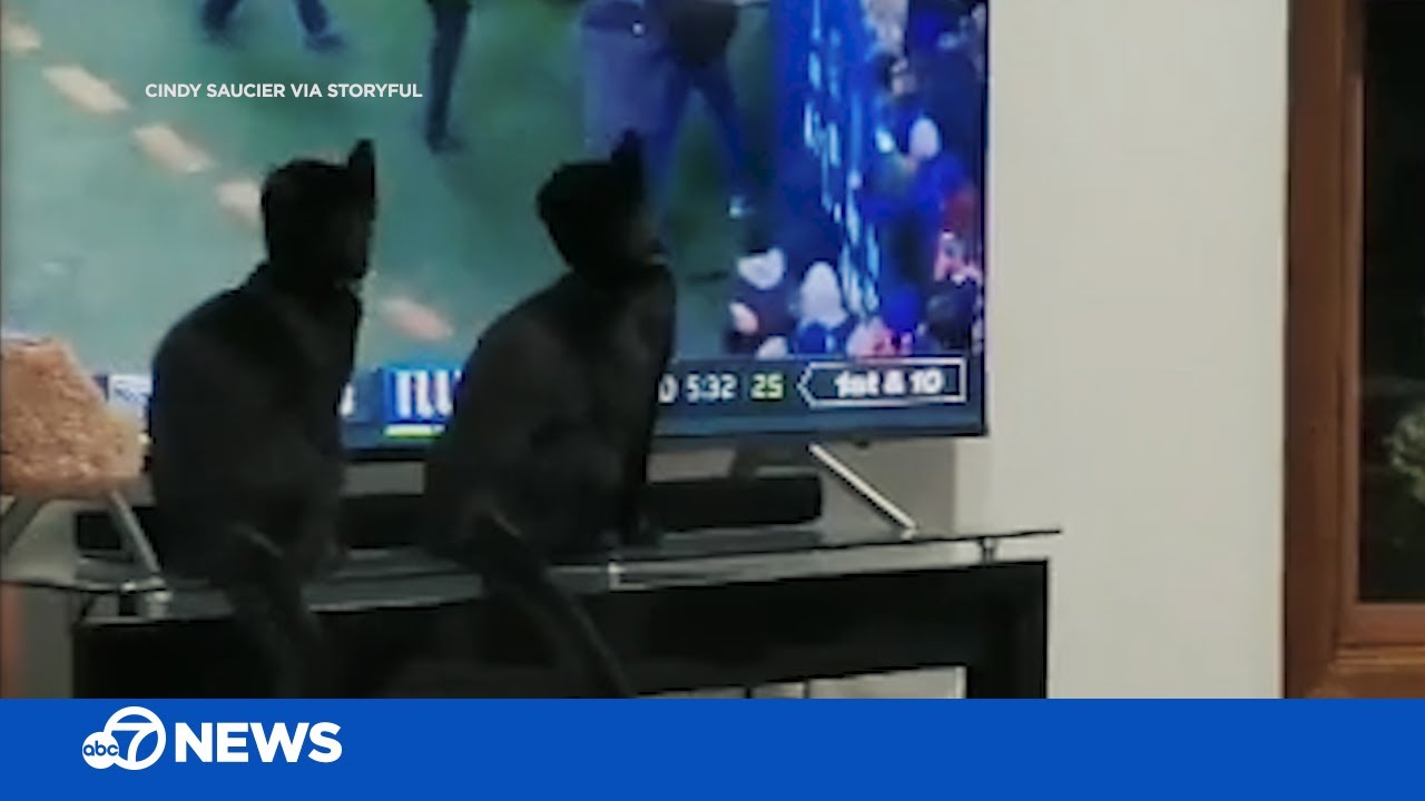Kittens glued to TV as NFL cat runs across field mid-game - YouTube
