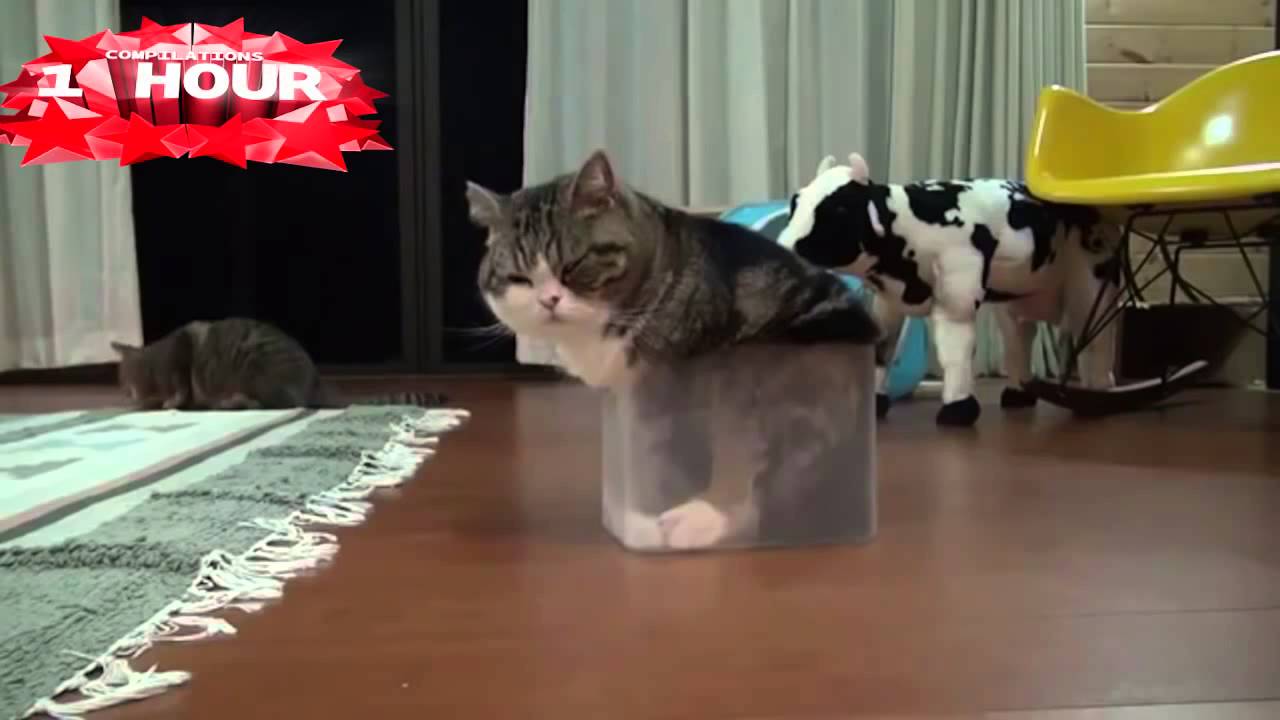 1 HOUR of Funny Cat & Cute Kittens Fail Videos - Funny Kitty Cat Video ...