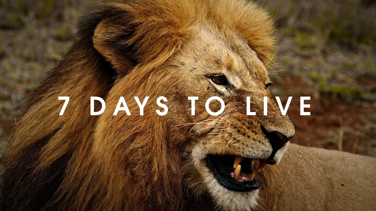 7 DAYS TO LIVE | SHORT FILM - YouTube