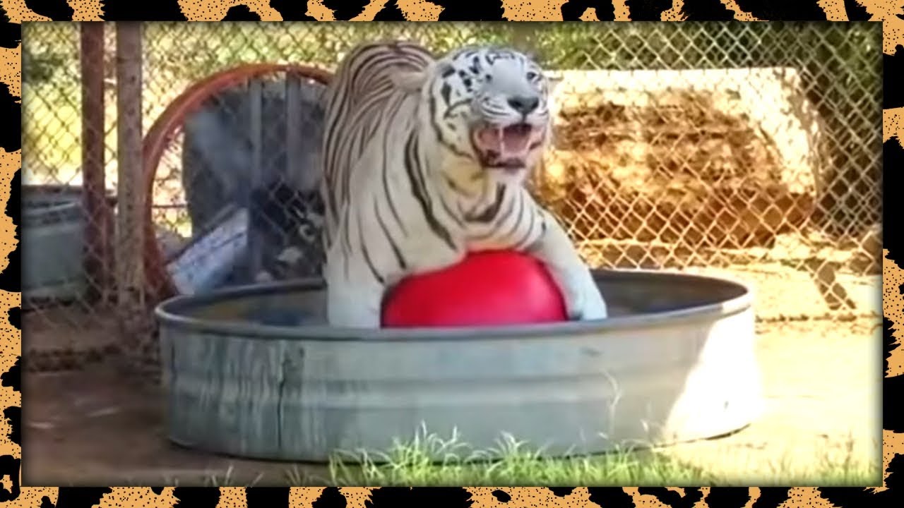 "New ball. Life is good." | CUTEST Moments June 2018 - YouTube