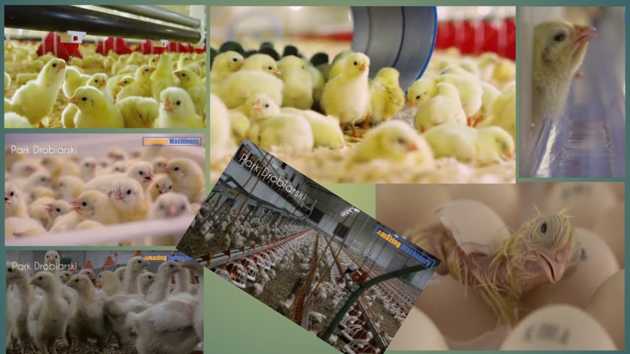 Amazing chicken hatching and incubation in poultry farms , Hatch tech ...