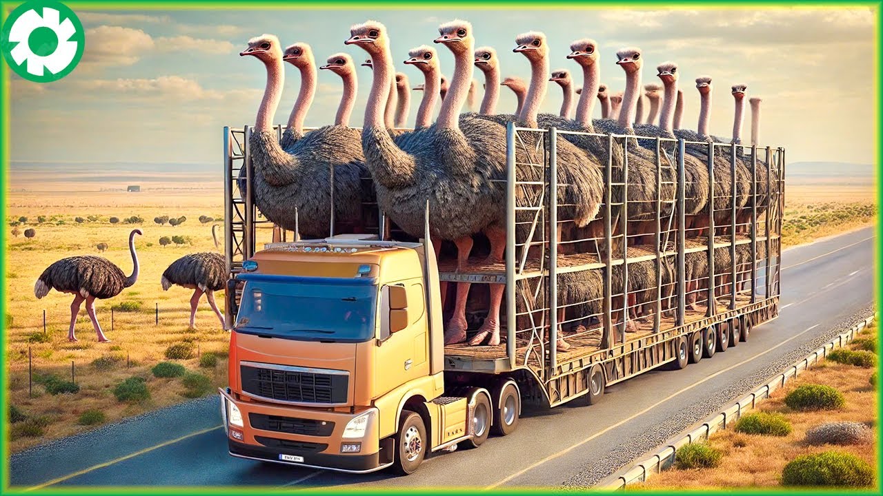 Transporting Giant Ostriches This Way - Ostrich Farming and Processing ...