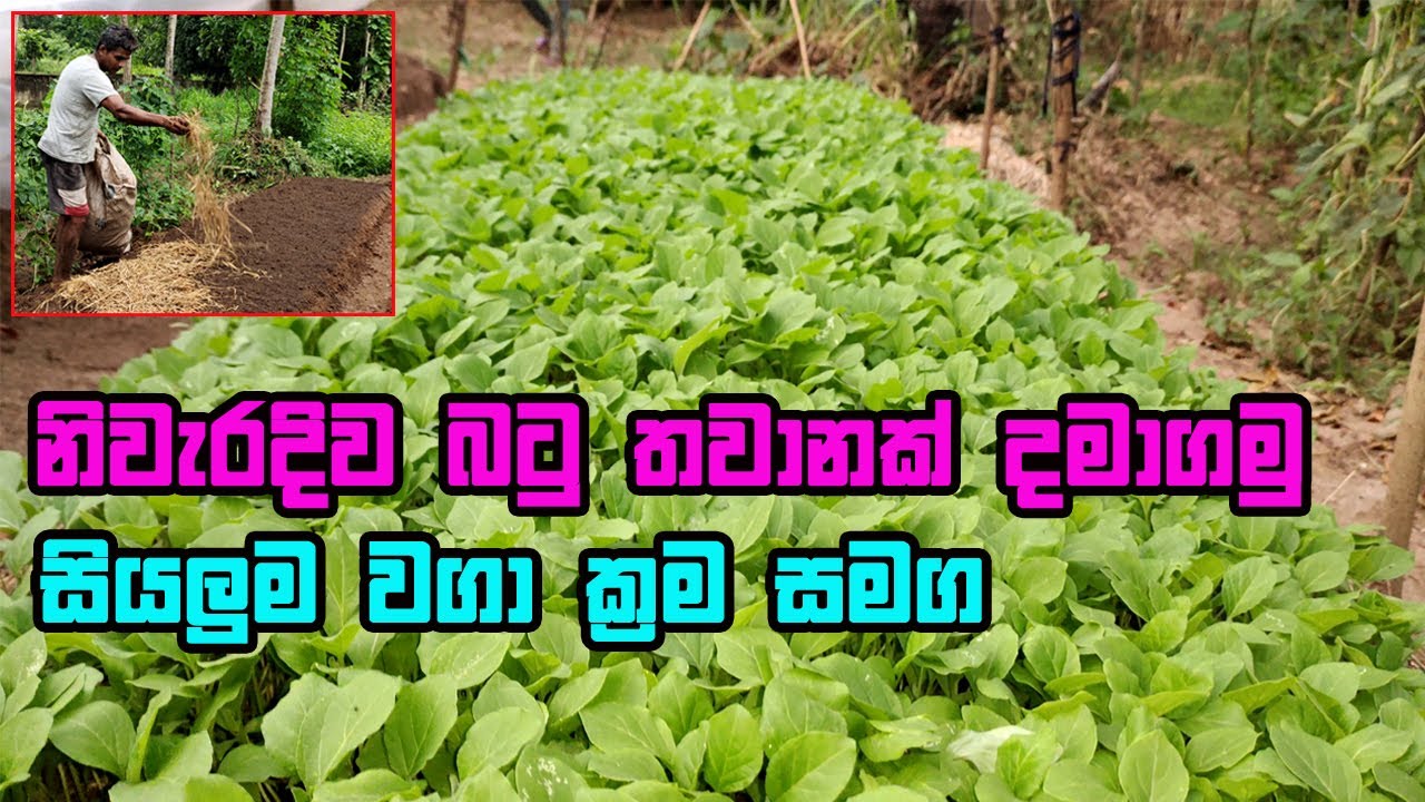 නිවරදිව වම්බටු බීජ තවාන් කිරීම | brinjal cultivation | batu wagawa ...
