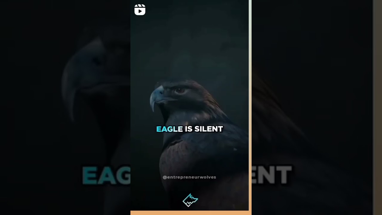 parrot vs eagle - YouTube
