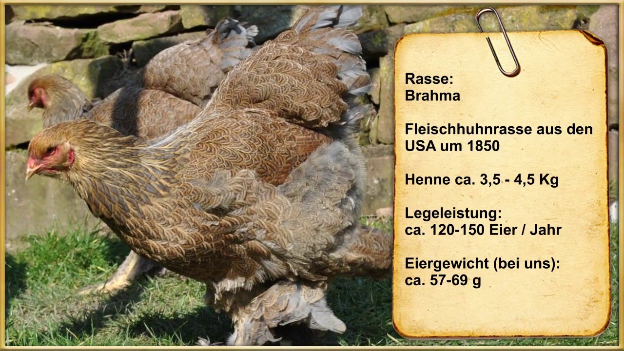 Brahma Hühner im Garten zur Selbstversorgung und Krisenvorsorge - YouTube