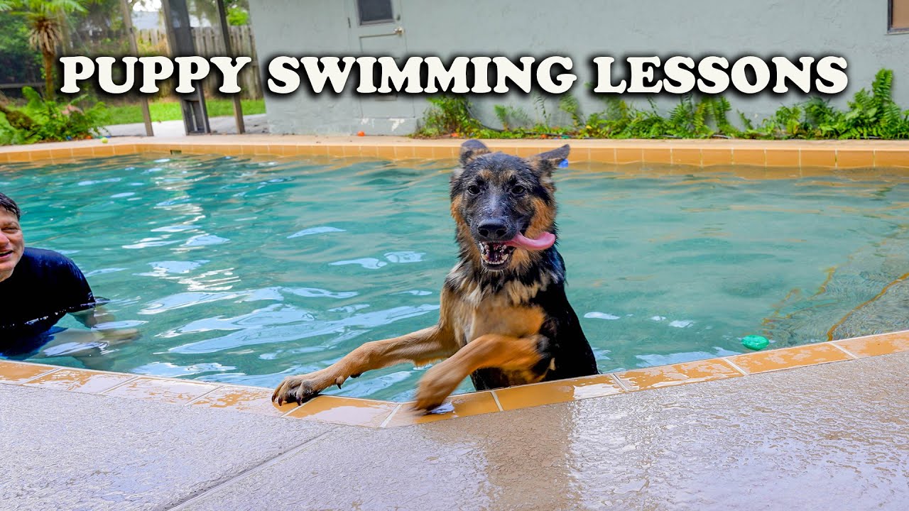 Puppy Swimming Lessons -A Dogs Life Video - YouTube