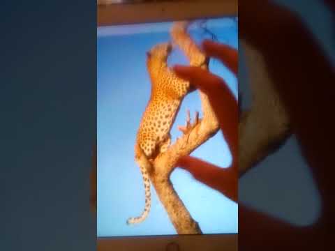 Sound touch animals app - YouTube