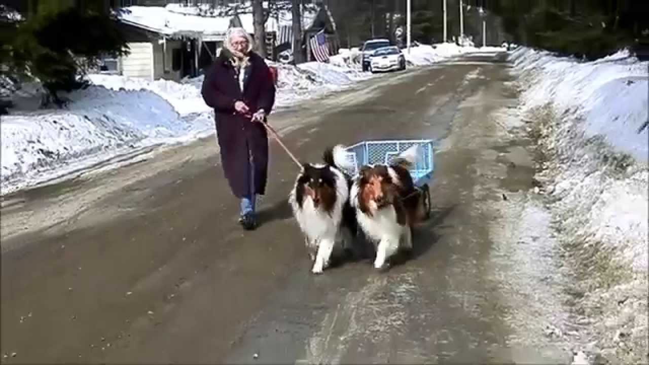 Five Collies, a wagon and a cart. Training to pull. - YouTube