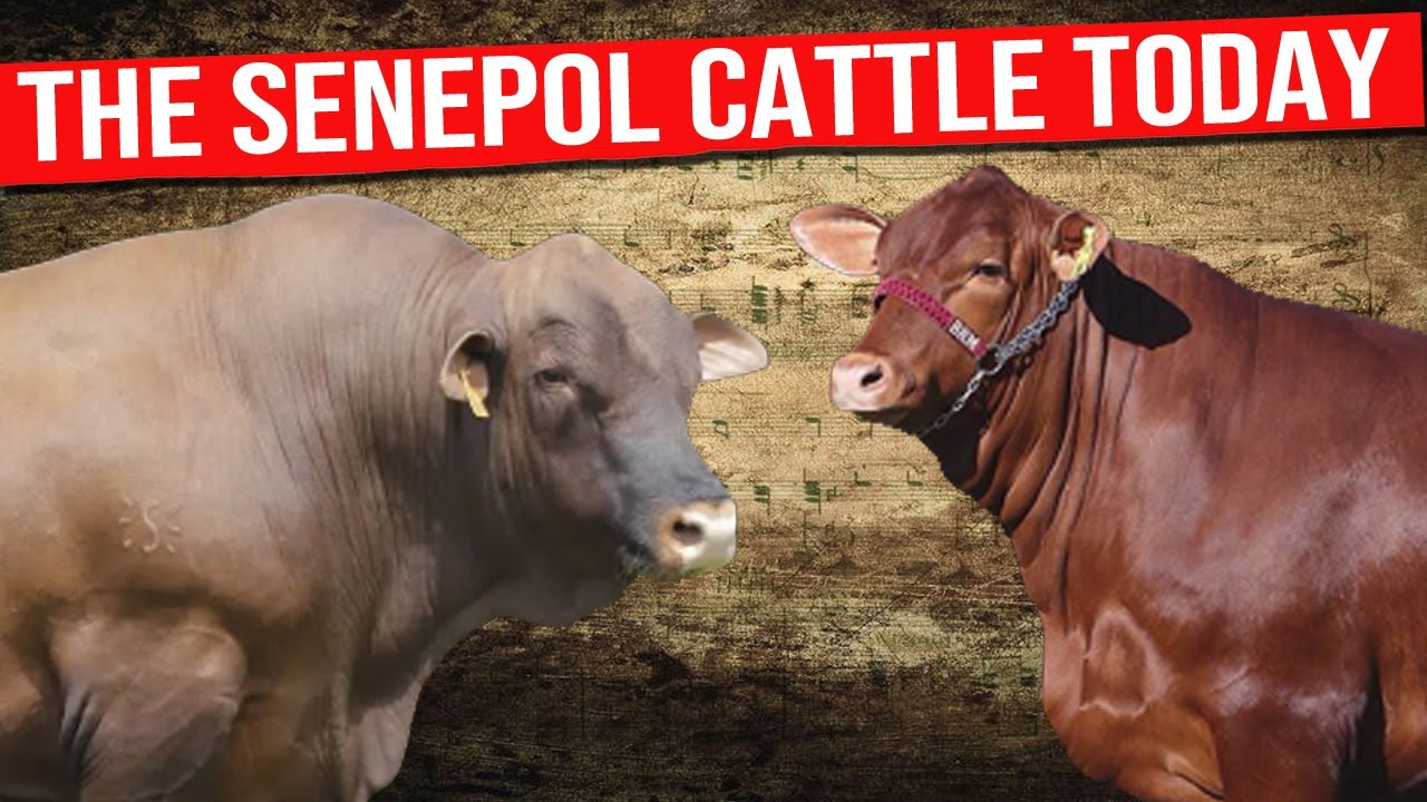 🔴 SENEPOL Cattle Today: Discover Everything You Need To Know - YouTube