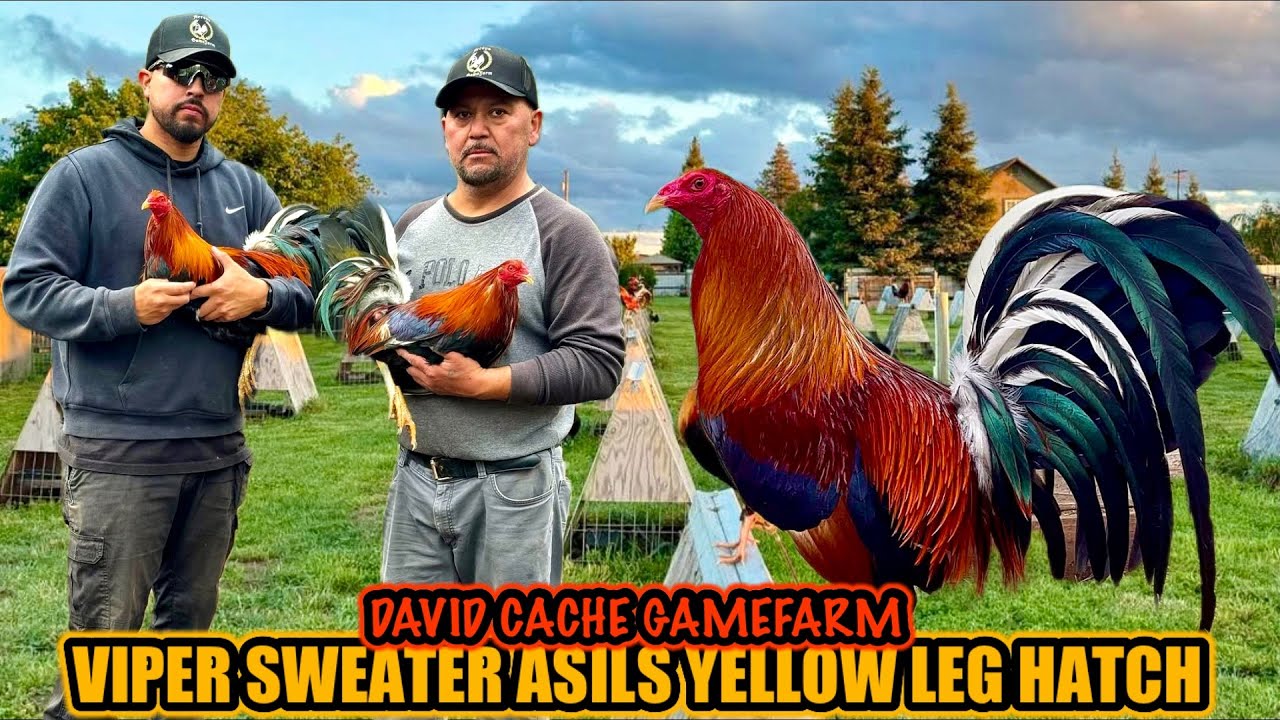 Viper Sweater Asils Yellow Leg Hatch ~ DAVID CACHE GAMEFARM - YouTube