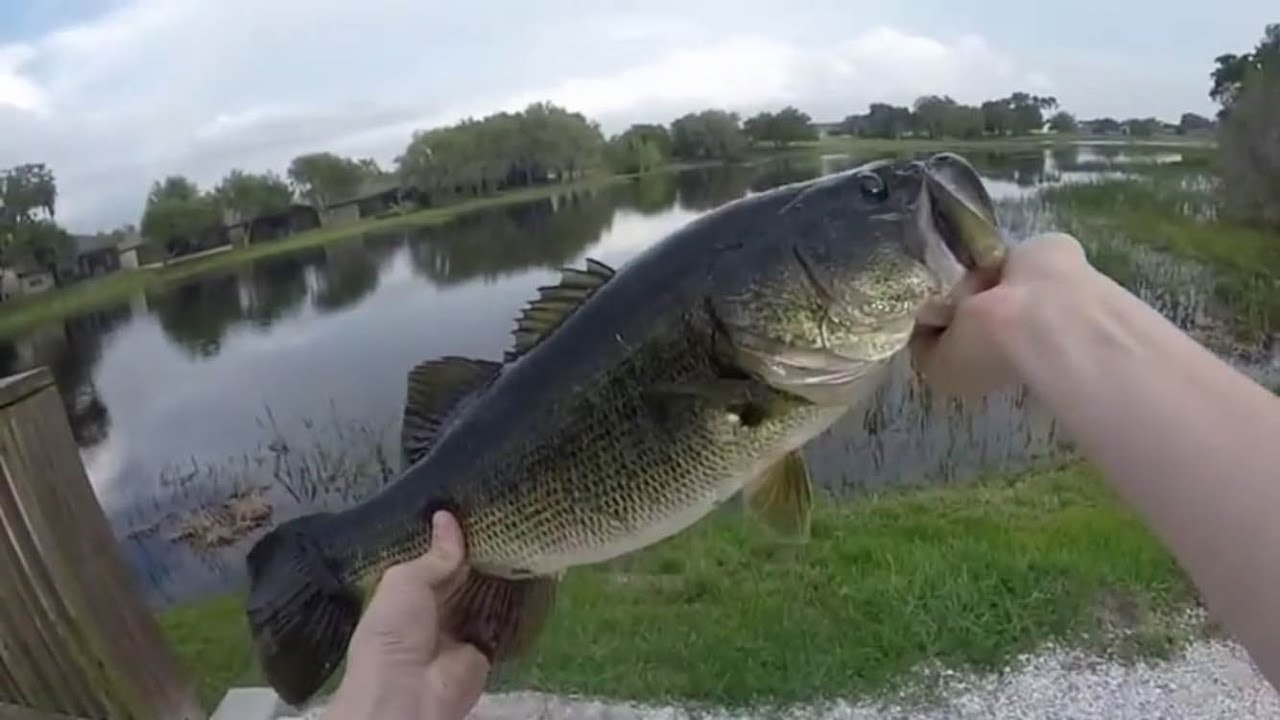 7 POUND LARGEMOUTH BASS Caught On 6 Pound Test YouTube 7-pound-largemouth-bass-caught-on-6-pound-test-youtube