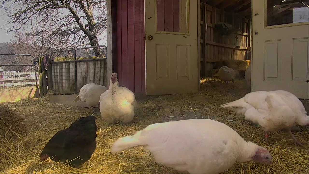 Turkey Barn Cam 04-11-2018 11:54:34 - 12:54:35 - YouTube