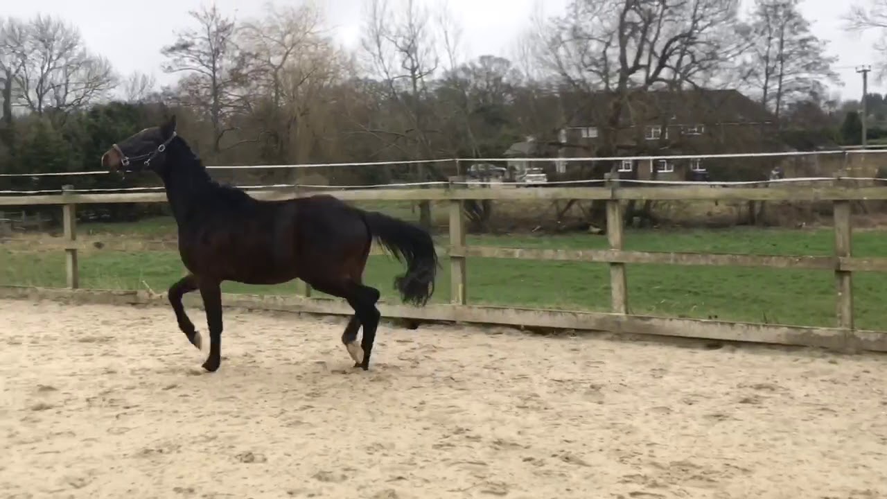 Franklin X Gribaldi 2017 KWPN stallion - YouTube