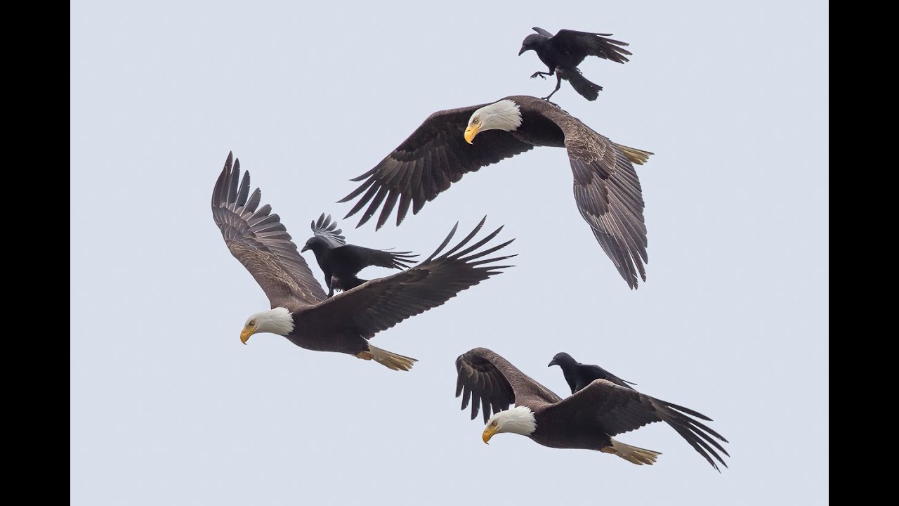 Shocking Moment: Crow attacks and destroys Eagle family - YouTube