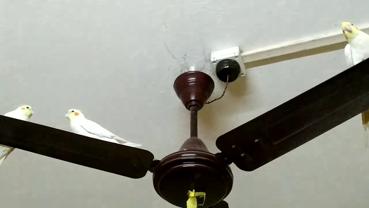Naughty cockatiel birds on the ceiling fan @12am 😍 - YouTube