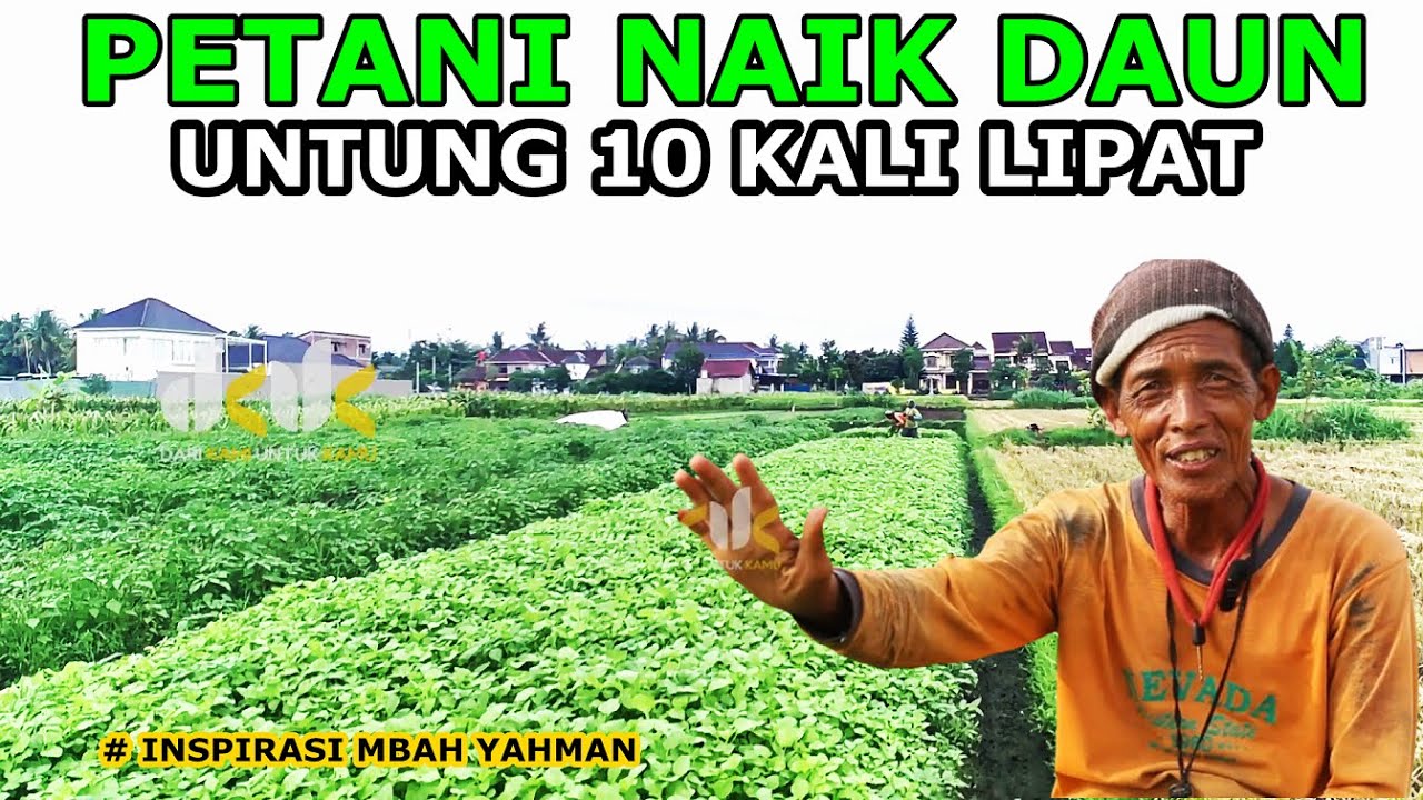 "Petani Naik Daun" Tanaman yang Cepat Menghasilkan Uang, Modal 1 jadi ...