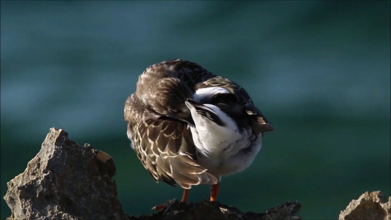 Summer birds...a compilation - YouTube