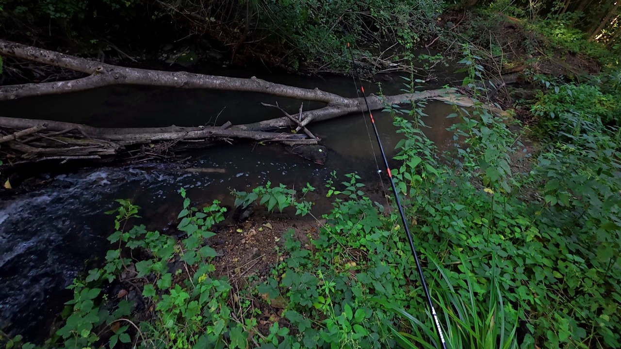 Une pêche simple et efficace : truite au vers de terre en ruisseau ...